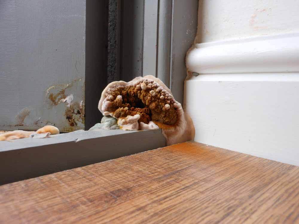 Dry Rot - Damp Proofing & Basement Conversions