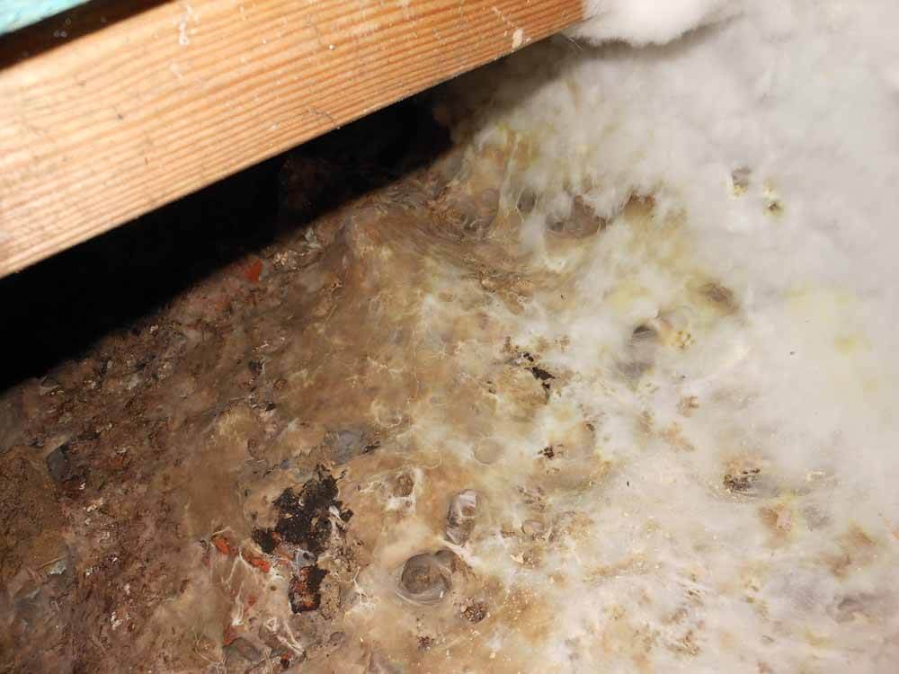 Dry Rot - Damp Proofing & Basement Conversions