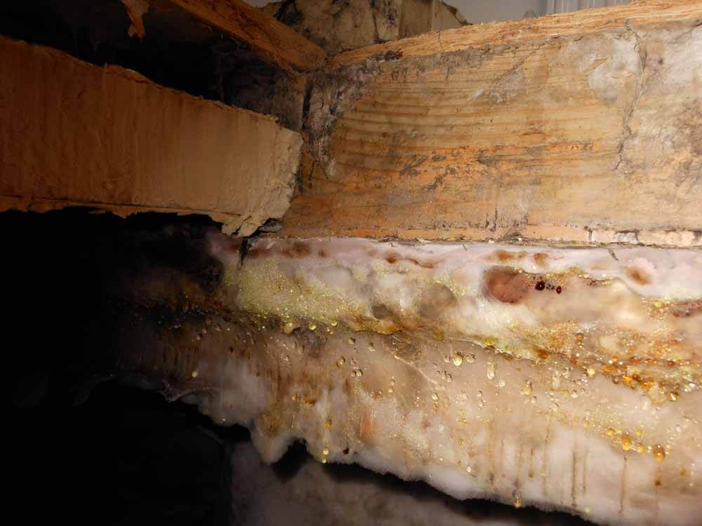 Dry Rot - Damp Proofing & Basement Conversions