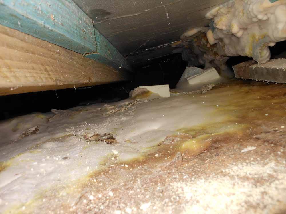 Dry Rot - Damp Proofing & Basement Conversions