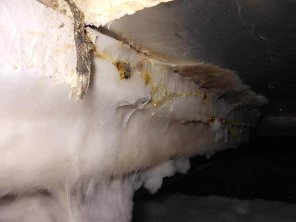 Dry Rot - Damp Proofing & Basement Conversions