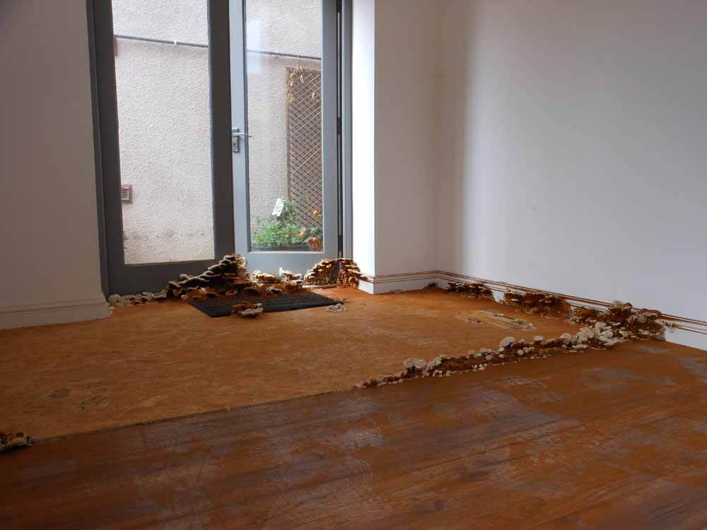 Dry Rot - Damp Proofing & Basement Conversions