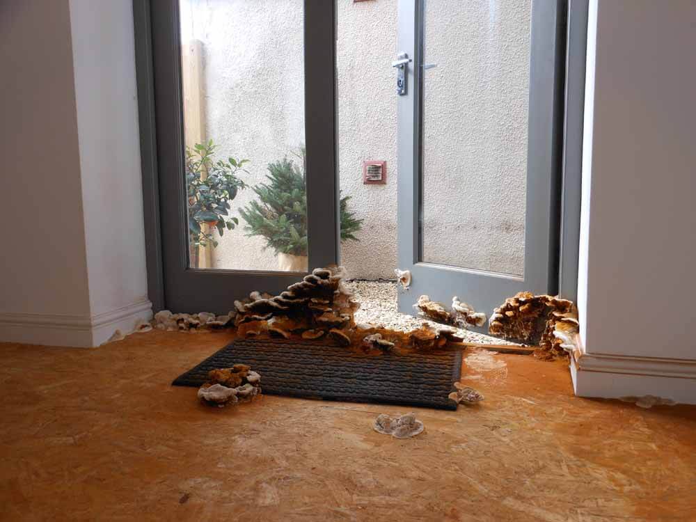 Dry Rot - Damp Proofing & Basement Conversions