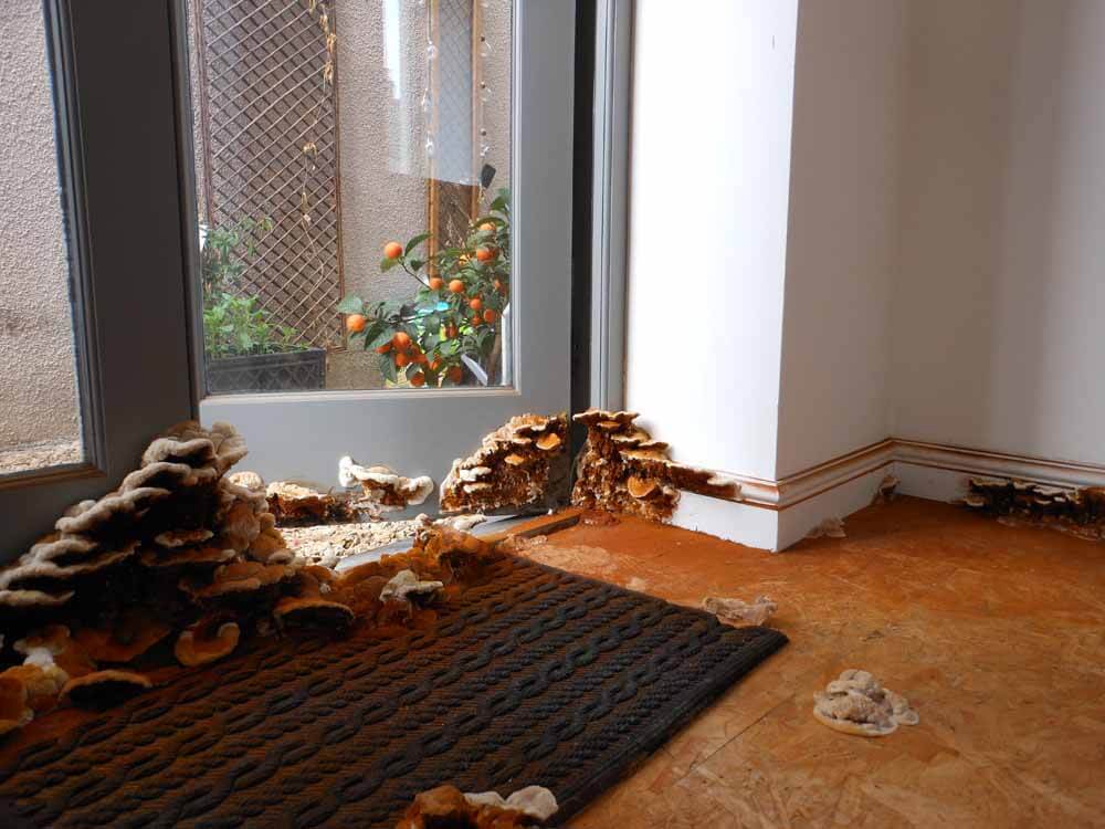 Dry Rot - Damp Proofing & Basement Conversions