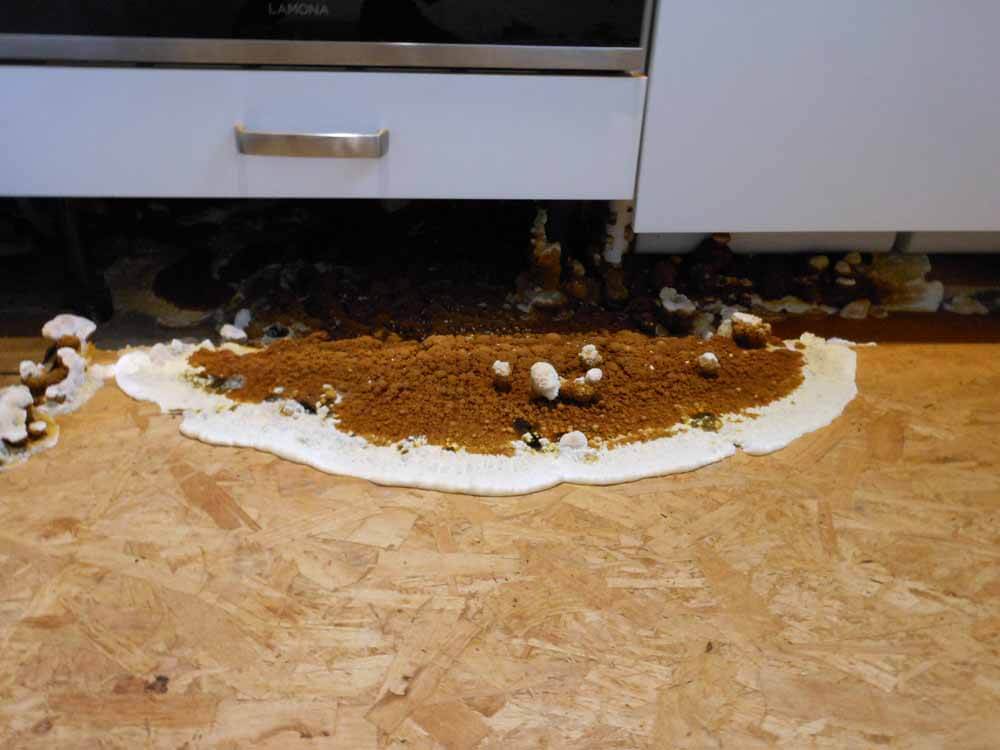 Dry Rot - Damp Proofing & Basement Conversions